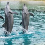 Gold Coast: Jet Boat Ride & Sea World Entry Ticket - The Transition: From Thrills to Marine Marvels