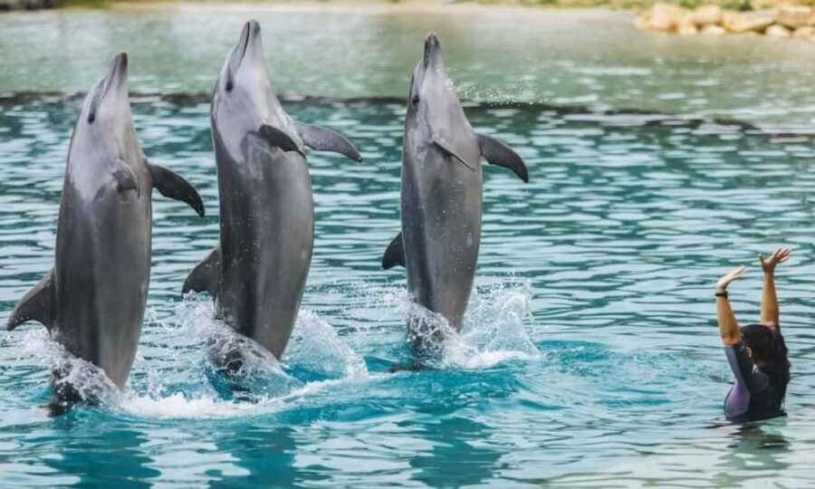 Gold Coast: Jet Boat Ride & Sea World Entry Ticket - The Transition: From Thrills to Marine Marvels