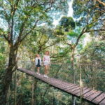 Gold Coast: Lamington Treetops, Wildlife and Vineyard Visit - Who Will Love This Tour?