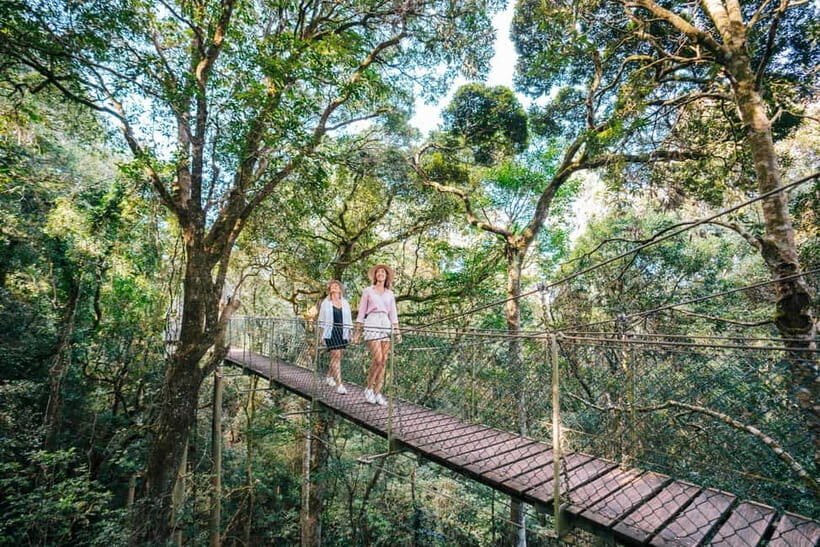 Gold Coast: Lamington Treetops, Wildlife and Vineyard Visit - Who Will Love This Tour?