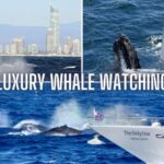 Gold Coast: Luxury Whale Watching Tour on a Superyacht - Who Should Consider This Tour?