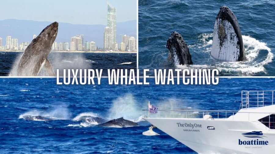 Gold Coast: Luxury Whale Watching Tour on a Superyacht - Who Should Consider This Tour?