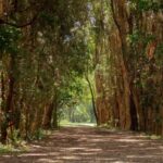 Gold Coast: Mount Tamborine Kangaroo and Koala Day Tour - The Practicalities: Transportation, Group Size, and Duration