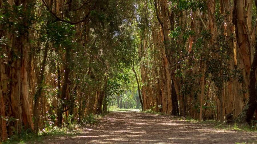 Gold Coast: Mount Tamborine Kangaroo and Koala Day Tour - The Practicalities: Transportation, Group Size, and Duration