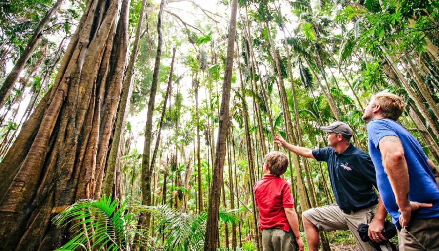 Gold Coast: Natural Bridge & Springbrook Waterfalls Tour - Who Is This Tour Best For?