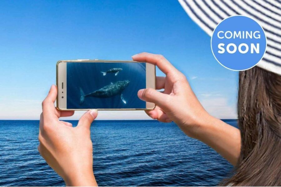 Gold Coast: Premium Whale Watching Cruise - The Onboard Experience