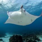Gold Coast: Snorkel with Turtles - What to Know Before You Go