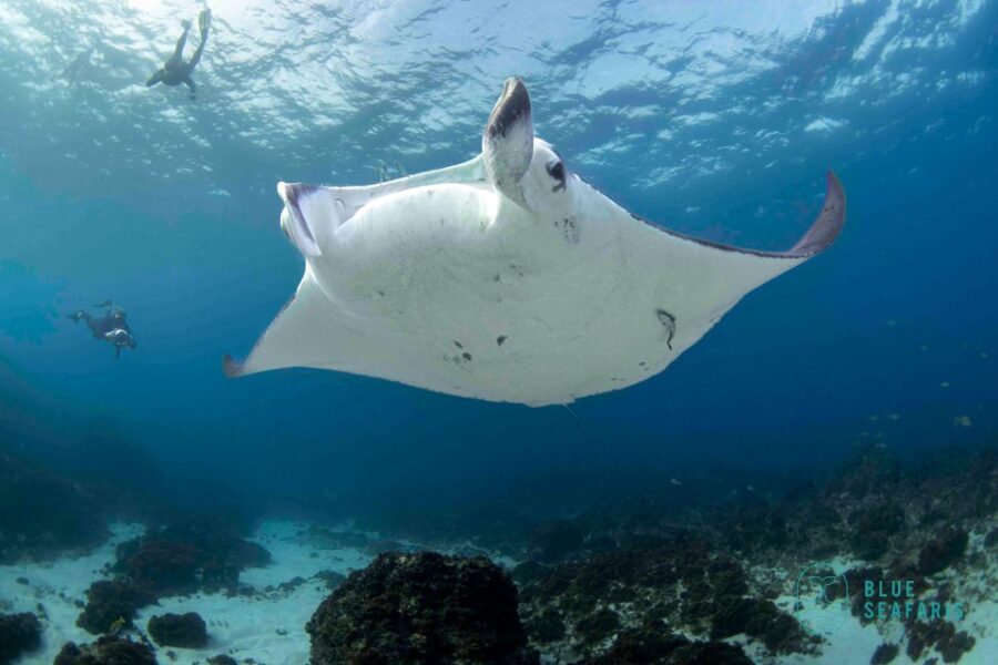 Gold Coast: Snorkel with Turtles - What to Know Before You Go