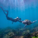 Gold Coast: Snorkeling with Turtles Half-Day Tour - What’s Included and What’s Not