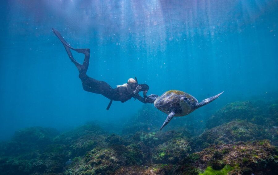Gold Coast: Snorkeling with Turtles Half-Day Tour - What’s Included and What’s Not