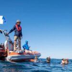 Gold Coast: Swim with Whales - Final Thoughts: Is This the Right Tour for You?