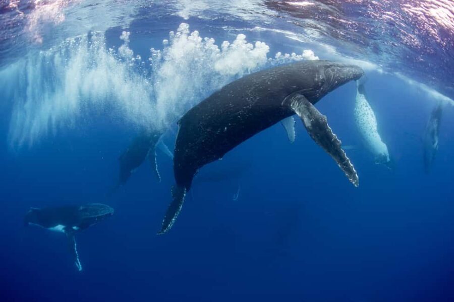 Gold Coast: Swim with Whales - FAQs