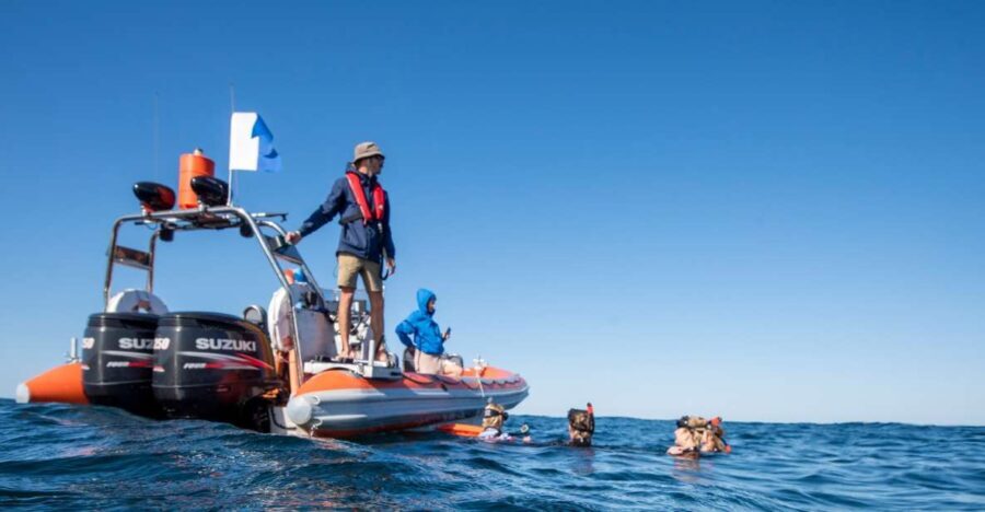 Gold Coast: Swim with Whales - Final Thoughts: Is This the Right Tour for You?