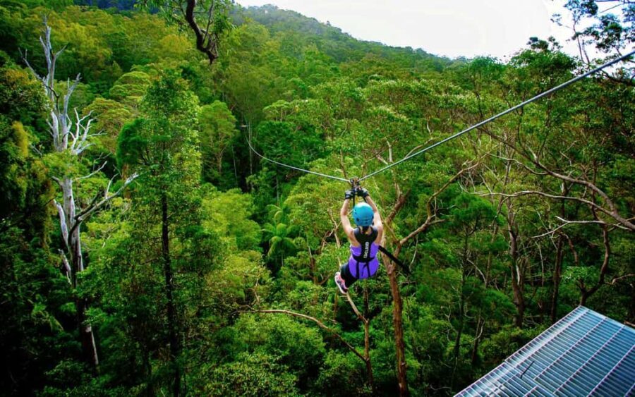 Gold Coast: Tamborine Mountain Canyon Flyer Zipline Tour - Who Will Enjoy This Tour?