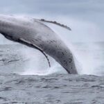 Gold Coast Whale Watching Adventure Tours - Summary: The Value and Who It’s Best For