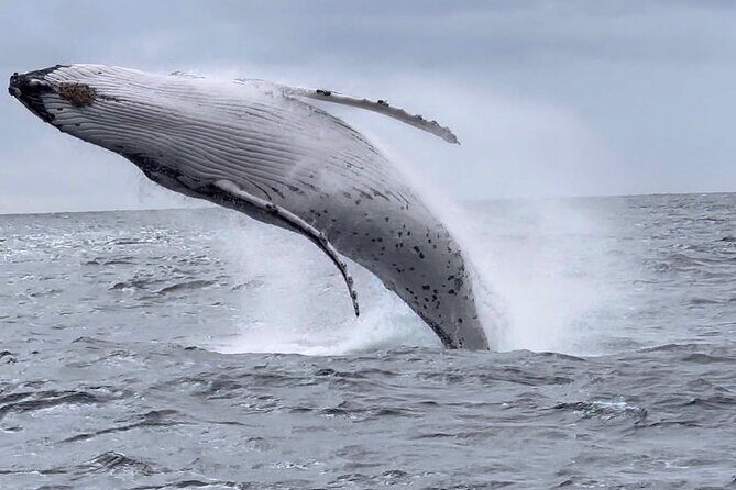 Gold Coast Whale Watching Adventure Tours - Summary: The Value and Who It’s Best For