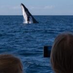 Gold Coast Whale Watching Cruise - Analyzing the Value and Price