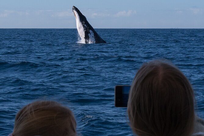 Gold Coast Whale Watching Cruise - Analyzing the Value and Price