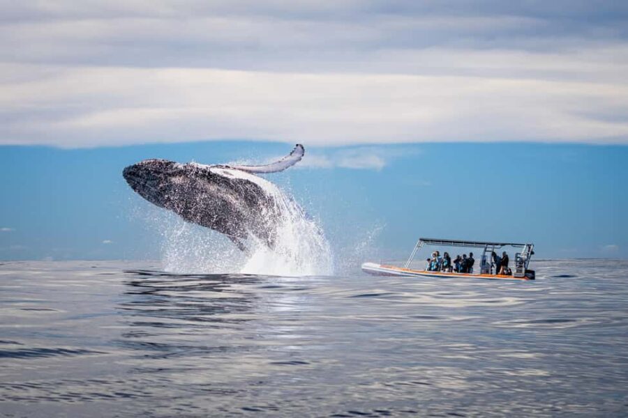 Gold Coast: Whale Watching - An In-Depth Look at the Gold Coast Whale Watching Tour