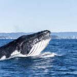 Gold Coast: Whales, Dolphins & Snorkelling with Turtles - Who Will Love This Tour?