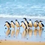 Golden Hour Penguins Express Tour with Pickups on Phillip Island - The Value Proposition