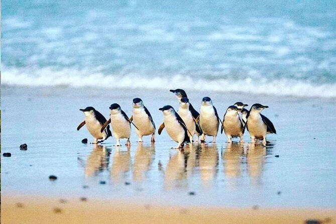 Golden Hour Penguins Express Tour with Pickups on Phillip Island - The Value Proposition