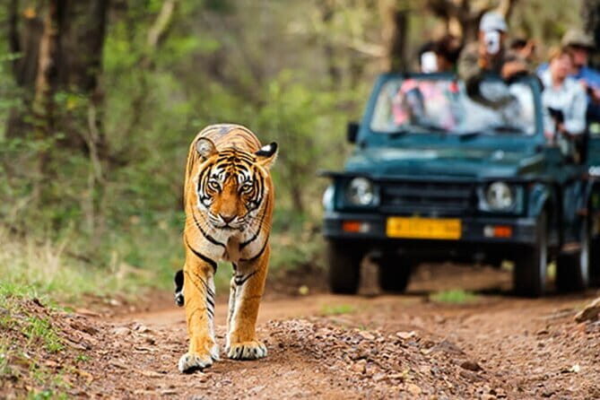 Golden Triangle Tour with Ranthambore (3 Star Hotel) - Who Will Love This Tour?