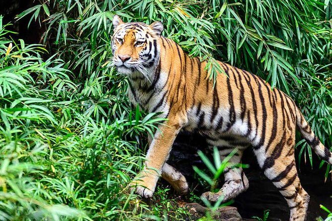 Golden Triangle Tour With Ranthambore - Deep Dive Into the Experience