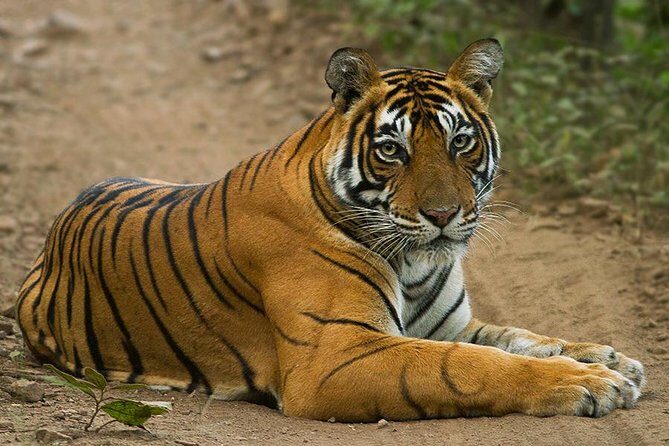 Golden Triangle with Tiger Safari (8 Days) - Frequently Asked Questions