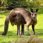 Great Ocean Road 1 Day Luxury Private Tour - Who Will Love This Tour?