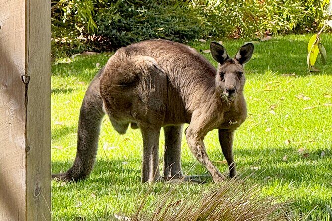 Great Ocean Road 1 Day Luxury Private Tour - Who Will Love This Tour?