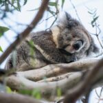 Great Ocean Road and Grampians 2 Day Short Break Escape from Melbourne - Benefits of This Tour