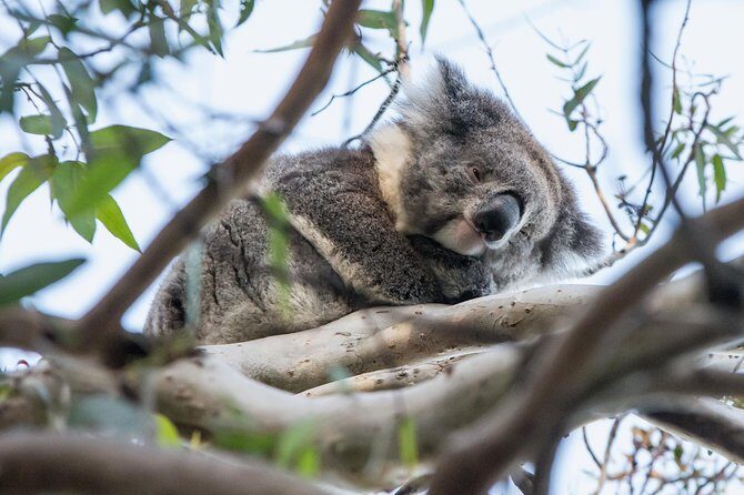 Great Ocean Road and Grampians 2 Day Short Break Escape from Melbourne - Benefits of This Tour