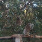 Great Ocean Road In 8 Hours Express Private Tour - The Itinerary Breakdown: What You’ll See and Do