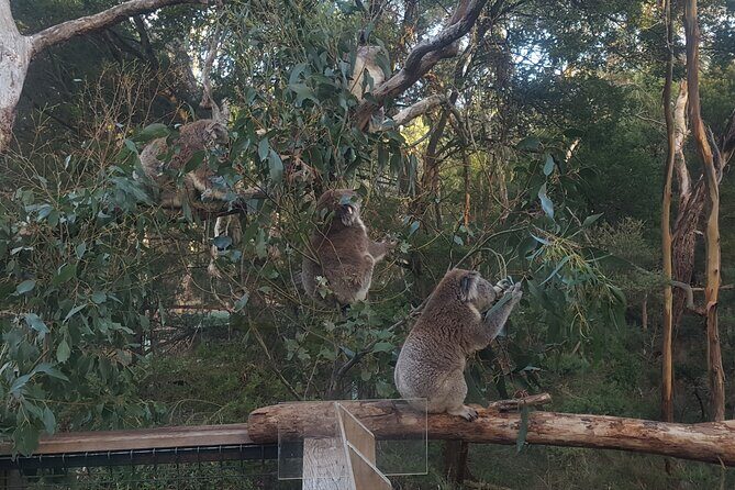 Great Ocean Road In 8 Hours Express Private Tour - The Itinerary Breakdown: What You’ll See and Do