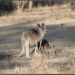 Great Ocean Road Tour PRIVATE LUXURY-FREE entry,hotel pickup - Who Should Book This Tour?