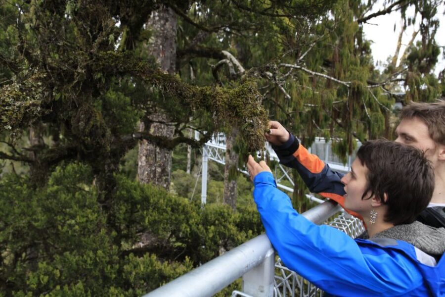 Greymouth: Hokitika Gorge and Tree Top Walkway Half-Day Tour - Is It Worth the Price?