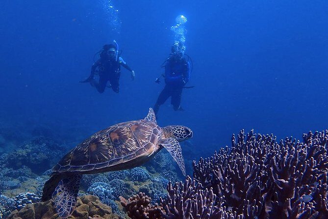 Guam's Best Beach Diving! Beginner and Advanced Dives - What to Expect on the Tour
