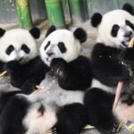 Guangzhou Chimelong: Safari Park/Paradise - Who Should Visit Guangzhou Chimelong?