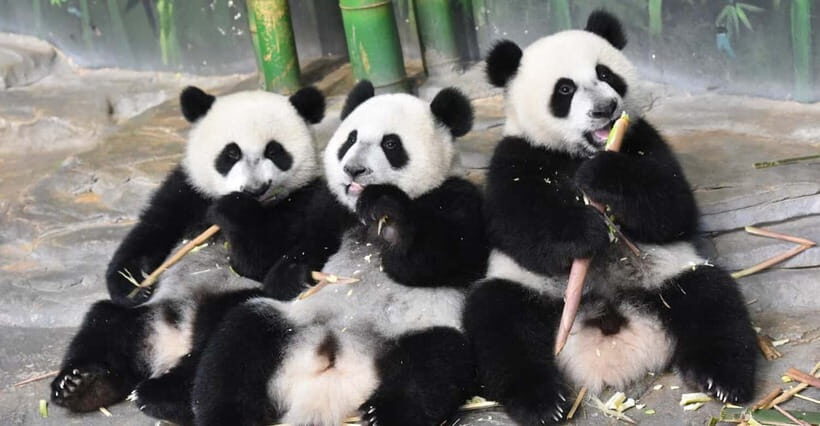 Guangzhou Chimelong: Safari Park/Paradise - Who Should Visit Guangzhou Chimelong?
