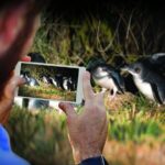 Guided Evening Penguin Viewing Otago Peninsula, Dunedin, New Zealand - Why This Tour Is Worth Considering