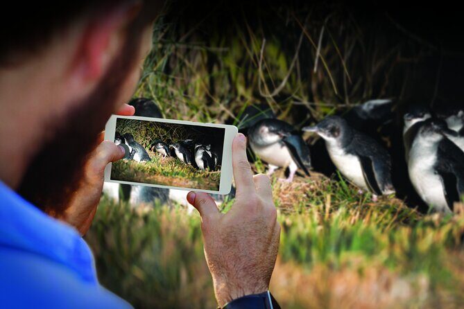 Guided Evening Penguin Viewing Otago Peninsula, Dunedin, New Zealand - Why This Tour Is Worth Considering