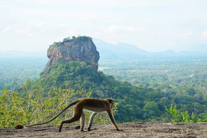 Guided Hike & Picnic with an Amazing View on Pidurangala Rock - The Picnic and Relaxation at the Top