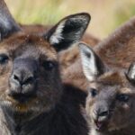Guided Koala Walk and Bushfire ecology tour - Why This Tour Offers Great Value
