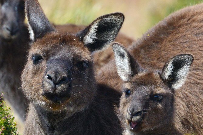 Guided Koala Walk and Bushfire ecology tour - Why This Tour Offers Great Value