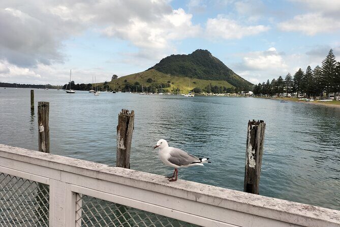 Guided Mori History and Culture Tour to Rotorua and Tauranga - Authenticity and Guide Quality