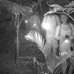 Guided Night Walk in Cape Tribulation - The Unique Trail Experience
