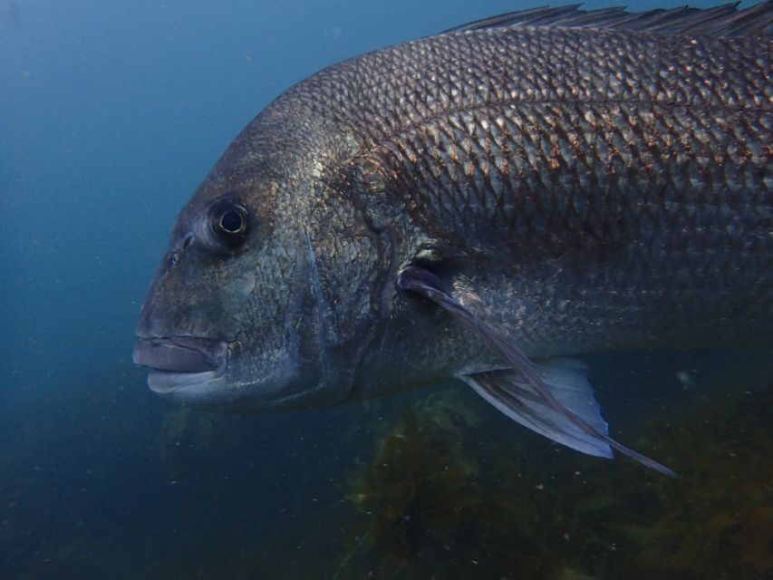 Guided Shore Dive Tour for Certified Diver - Who Should Consider This Tour?