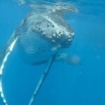 Guided Small Group Whale Watching and Swim Tour Tahiti - FAQ