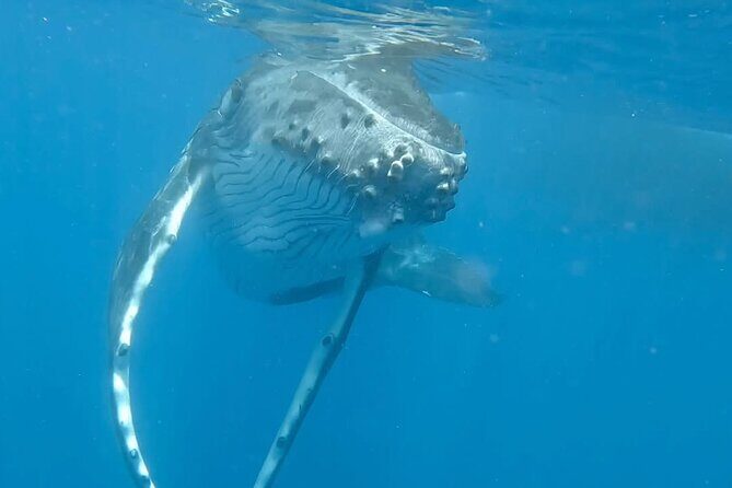 Guided Small Group Whale Watching and Swim Tour Tahiti - FAQ